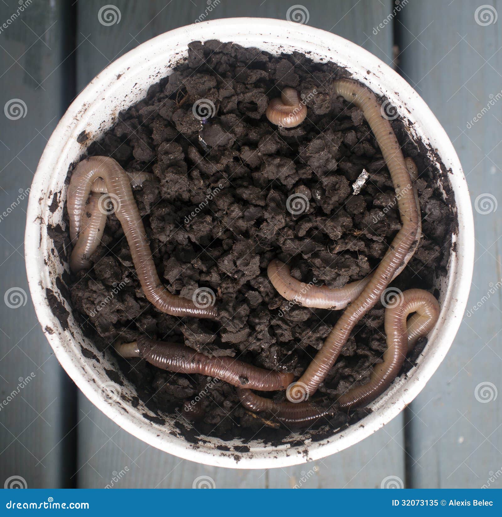 Vermi della terra immagine stock. Immagine di insetto - 32073135