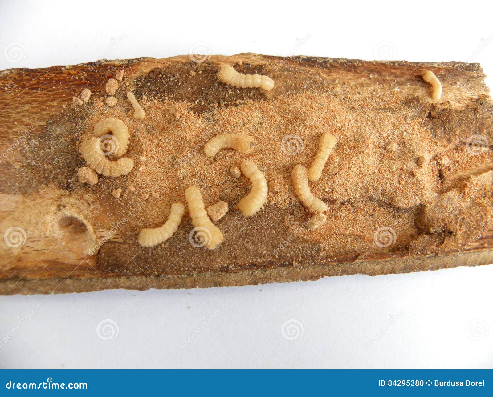 Vermi Di Vecchia Corteccia Di Legno Fotografia Stock - Immagine di ...