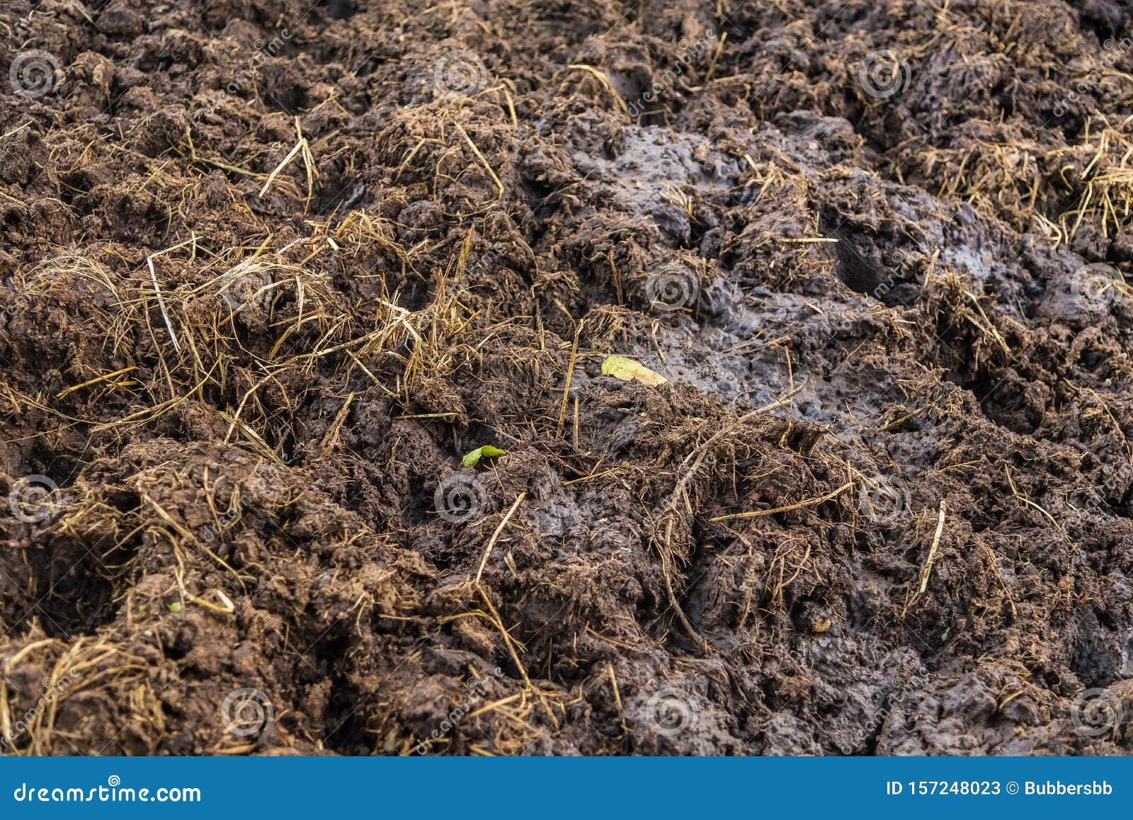 Vermicompost Fertilizer and Cow Dung and Soil Stock Image - Image of ...