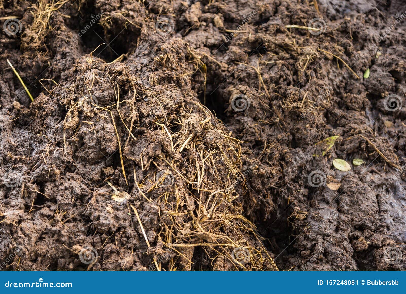 Vermicompost Fertilizer and Cow Dung and Soil Stock Image - Image of ...