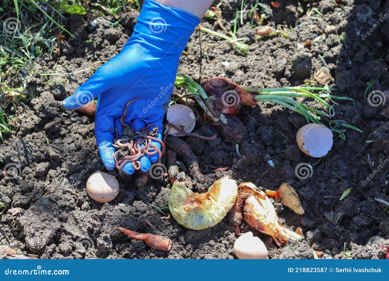 Using Earthworm To Decompose Organic Waste Stock Image - Image of ...