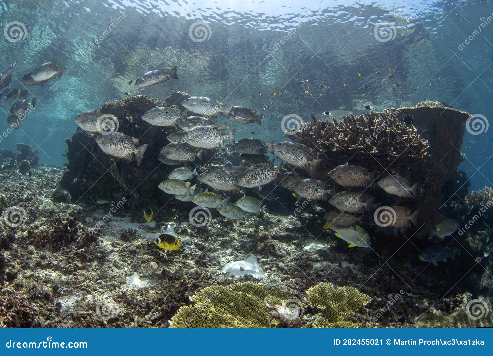 Vermiculated Spinefoot, Scribbled Spinefoot, Vermiculate Rabbitfish ...