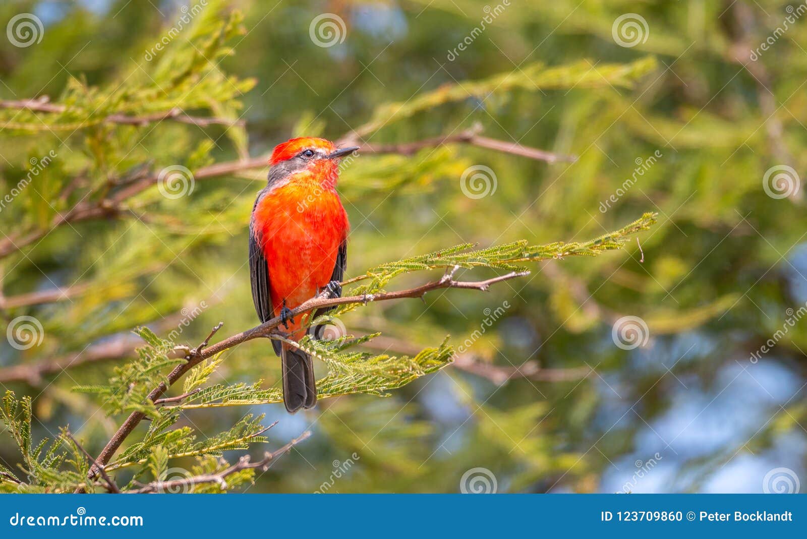 Vermilion Flycatcher in a Tree Stock Photo - Image of birds, vermilion ...