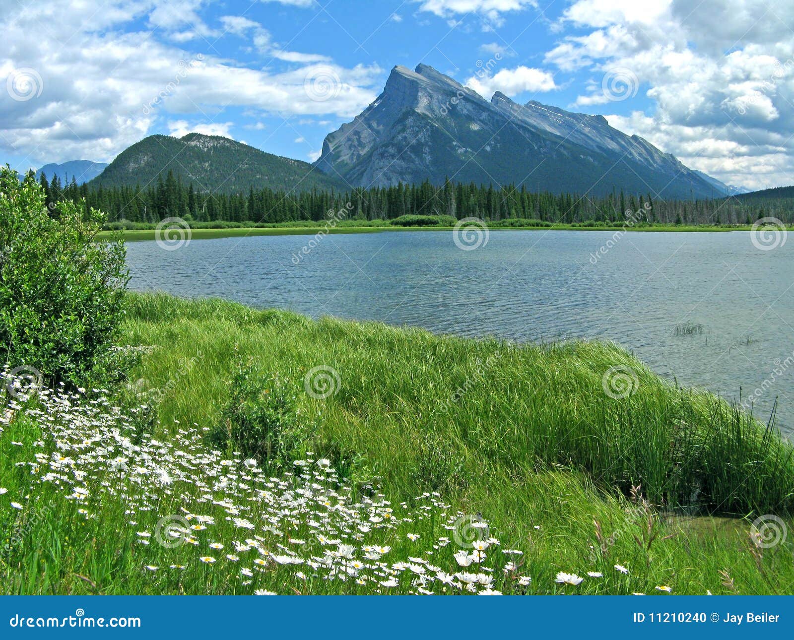 Vermilion Lakes with Daisies Stock Photo - Image of panorama, banff ...