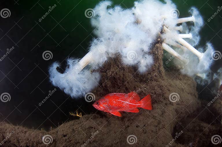 Vermillion Rock Fish stock photo. Image of animal, world - 20181810
