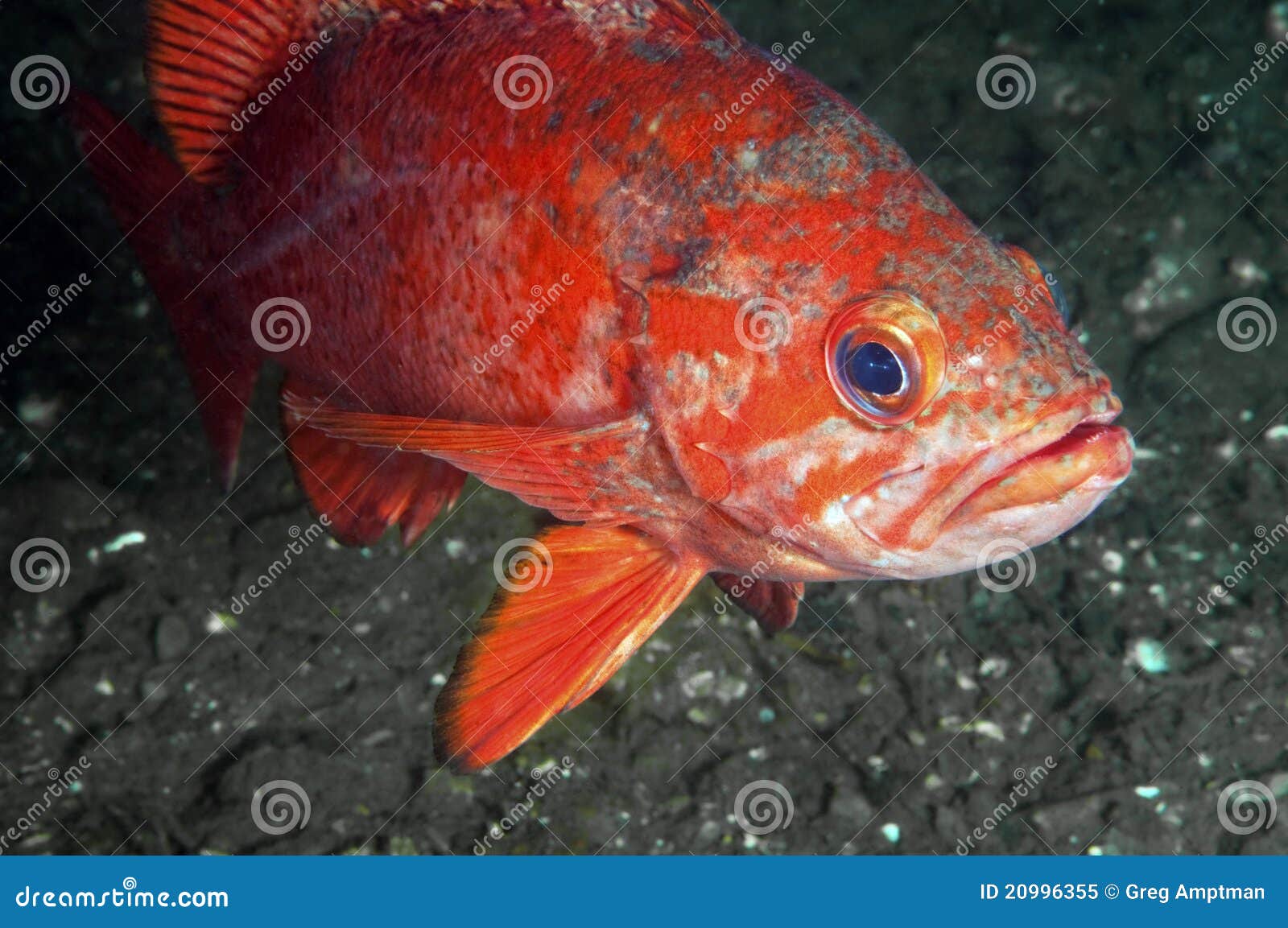 Vermillion Rock Fish stock image. Image of undersea, fish - 20996355