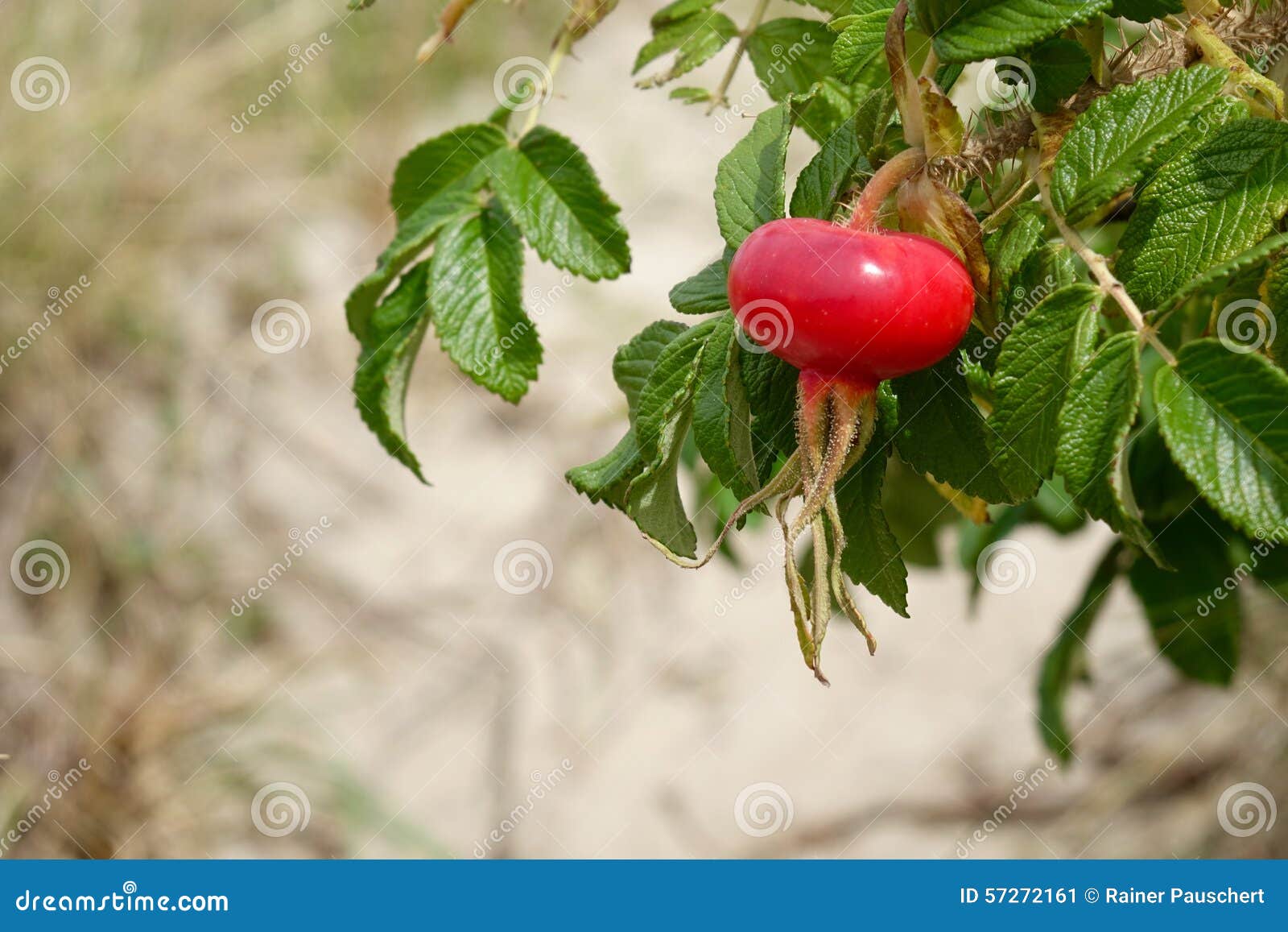 Vermillion Rose Hip at the Beach Stock Image - Image of nature ...