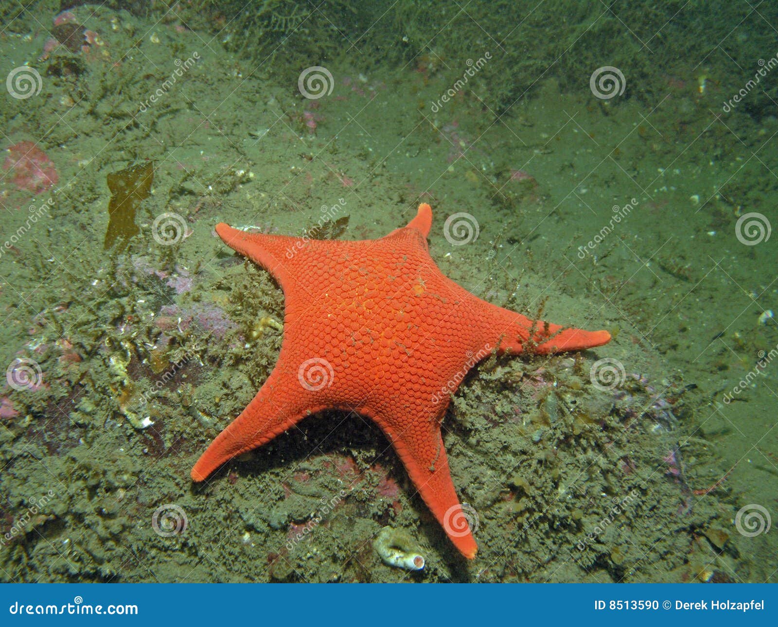 Vermillion Star (Mediaster Aequalis) Stock Photo - Image of orange ...