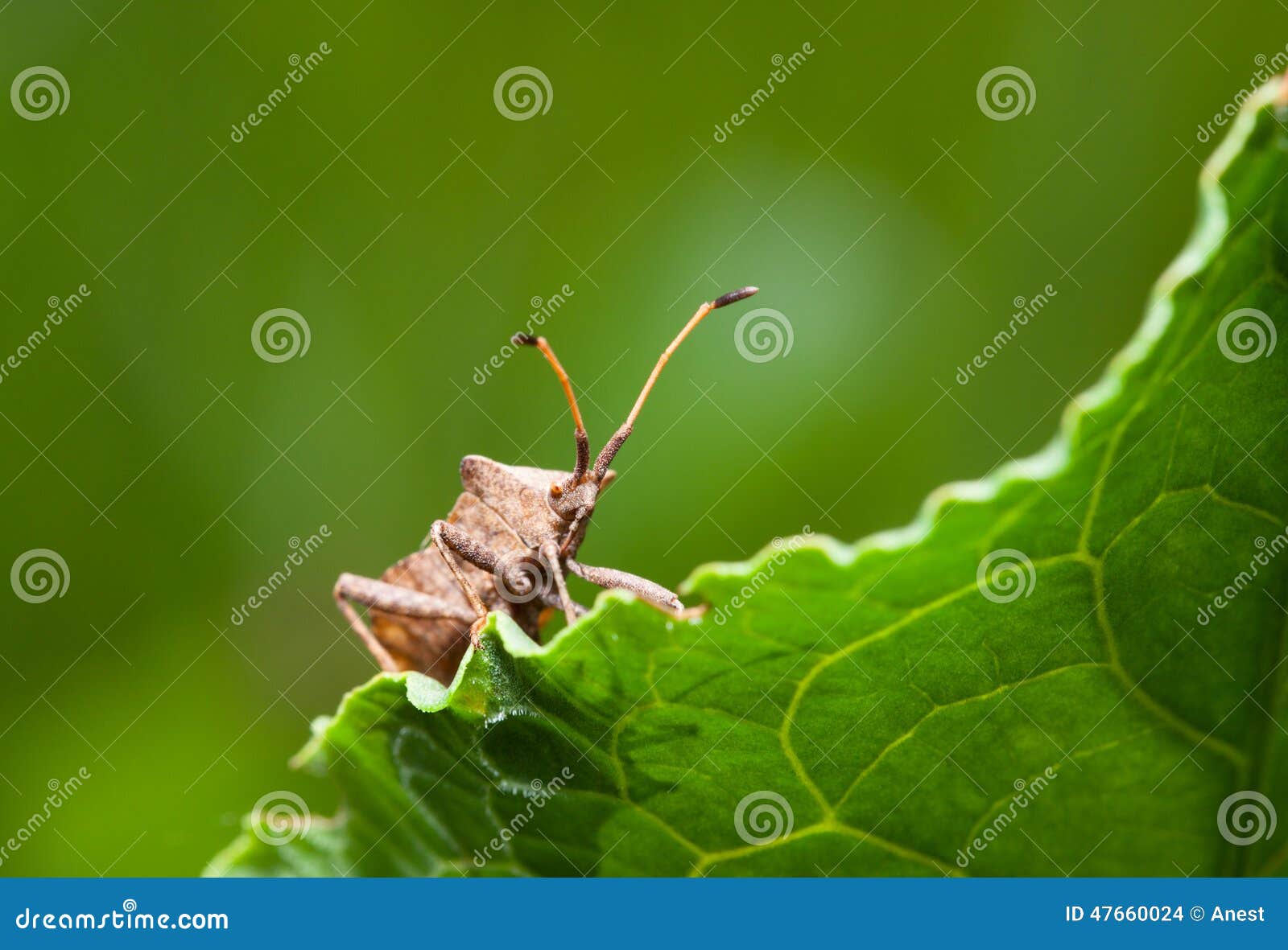 Vermin bug stock photo. Image of antennae, nature, side - 47660024