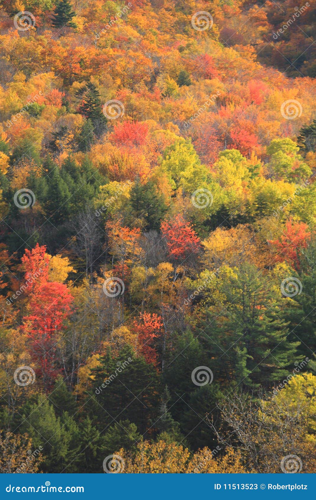 Vermont Autumn Color stock image. Image of seasons, region - 11513523