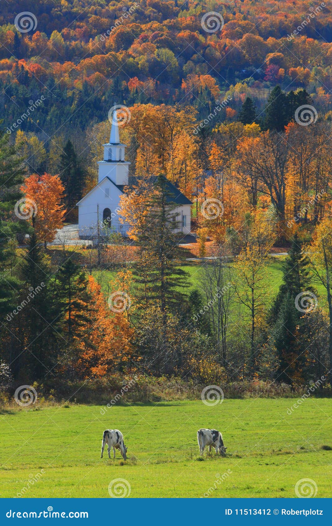 Vermont Church and Cows stock photo. Image of water, region - 11513412