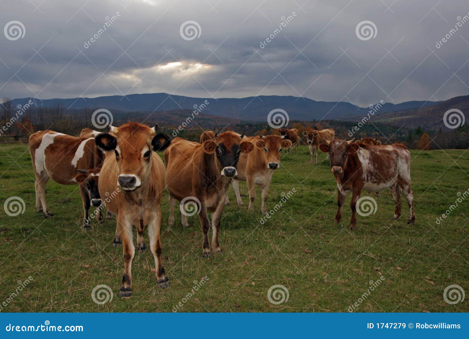 Vermont Cows stock image. Image of mountains, green, farm - 1747279