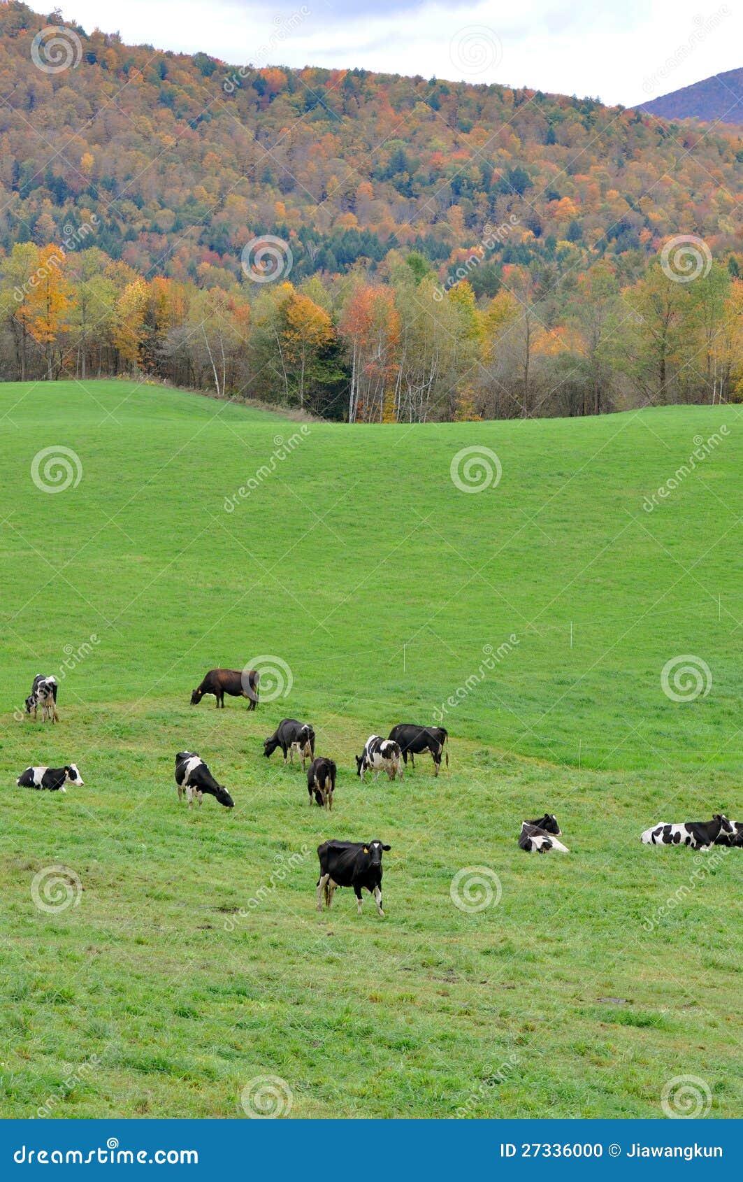 Vermont Fall Foliage, Mount Mansfield, Vermont Stock Photo - Image of ...