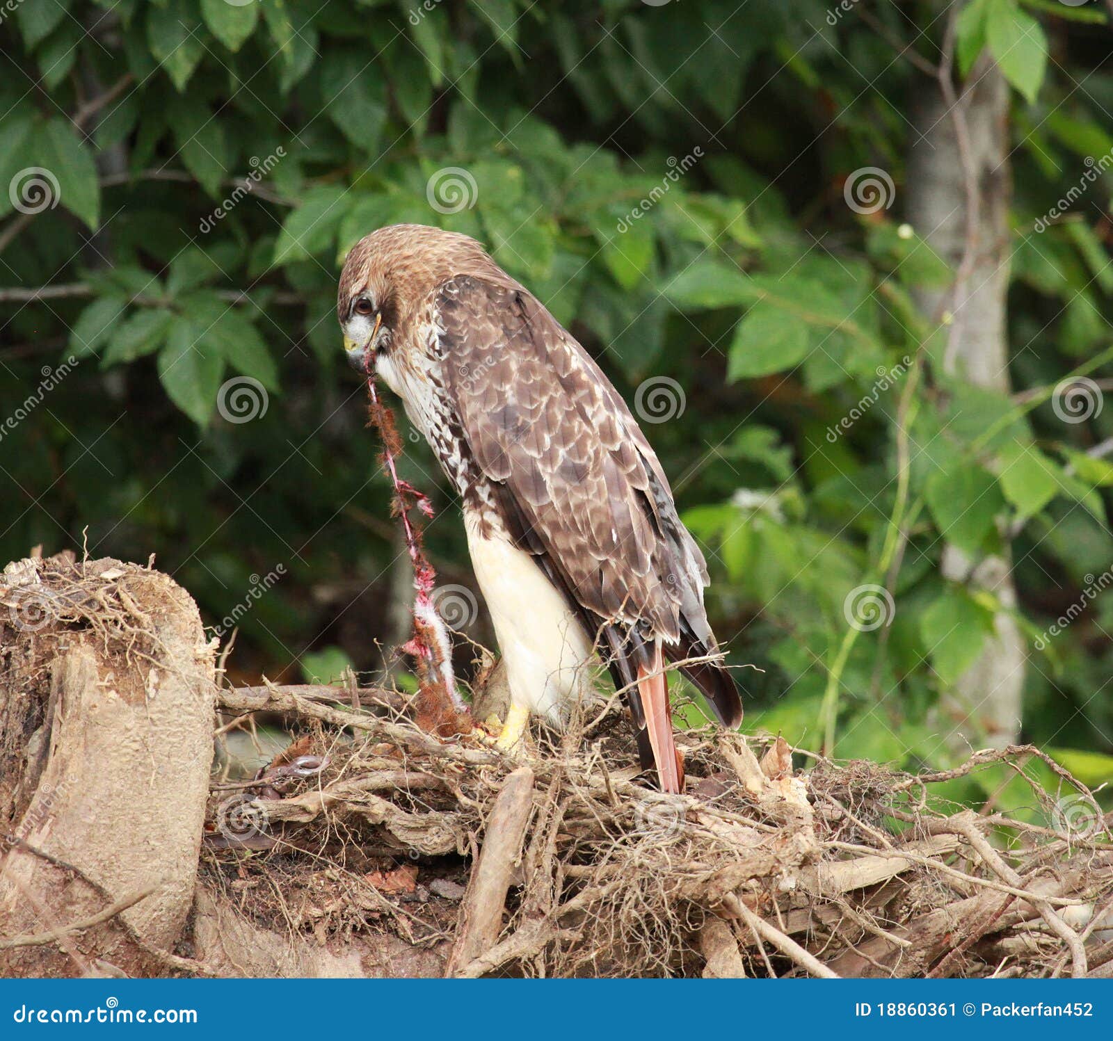 Vermont Red Tailed Hawk stock image. Image of hunting - 18860361