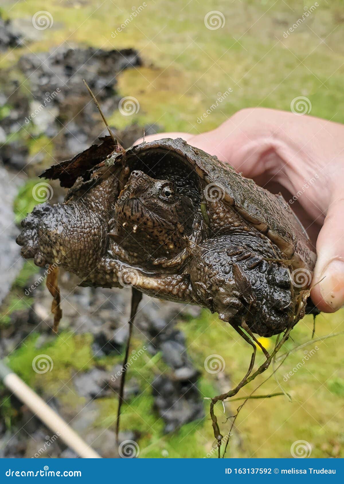 Vermont snapping turtle stock photo. Image of turtle - 163137592