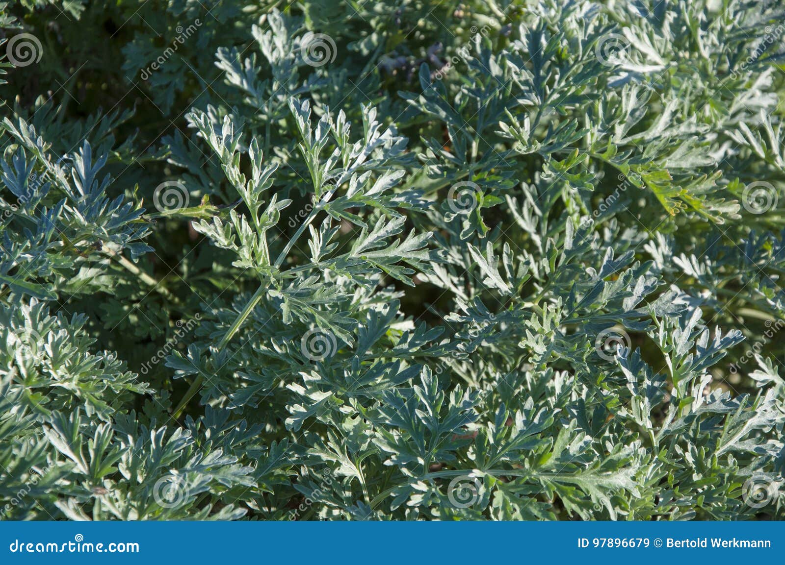 Vermouth, absinthe stock image. Image of absinth, alcohol - 97896679