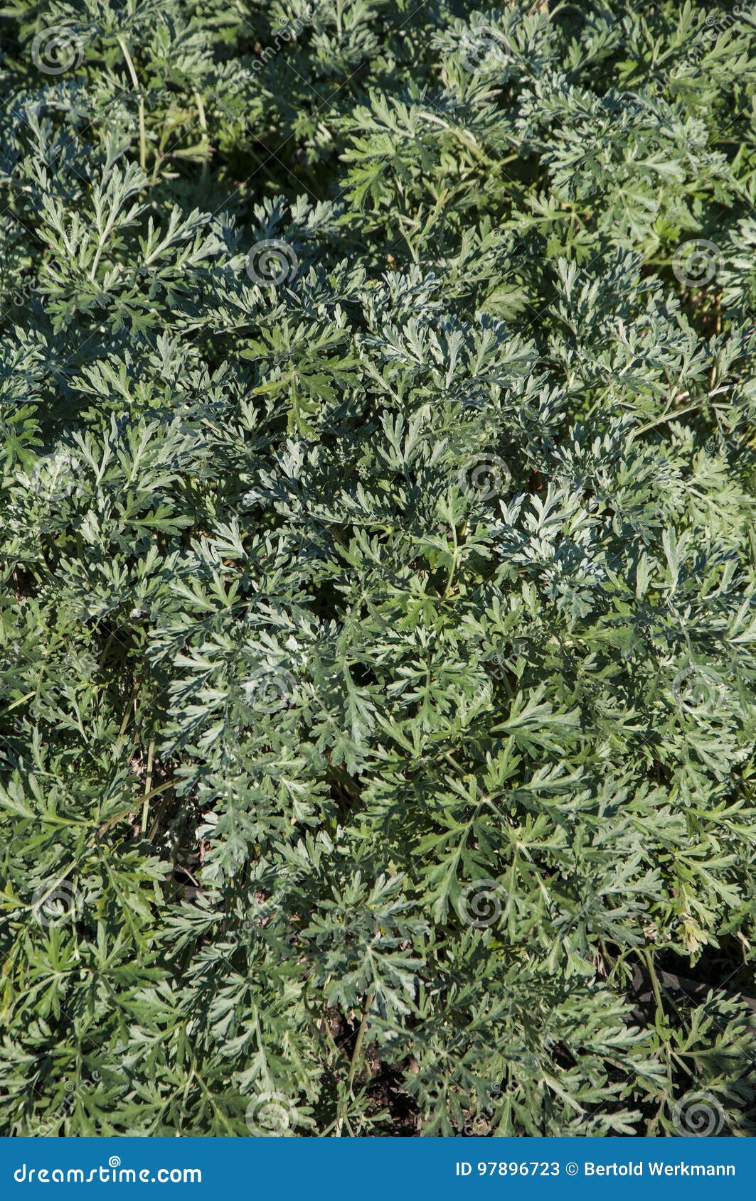 Vermouth, absinthe stock image. Image of goblet, absinth - 97896723