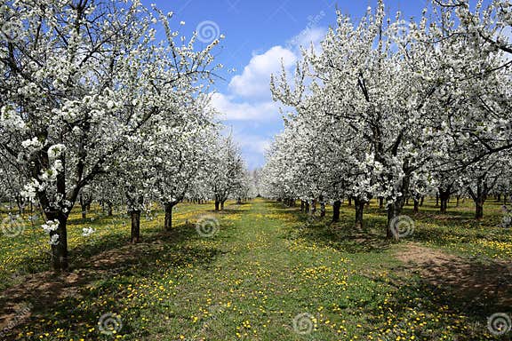 Vernal blooming stock photo. Image of flowers, cherry - 320065006