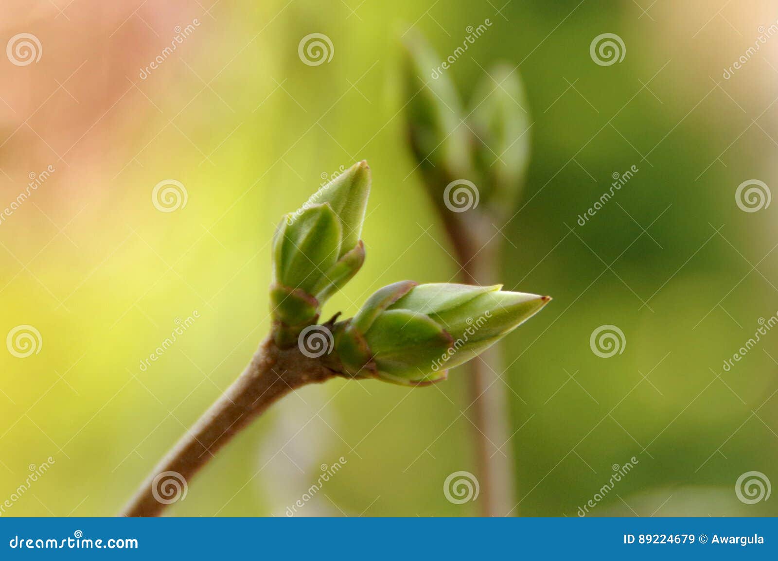 Vernal bud on twig stock image. Image of fresh, tree - 89224679