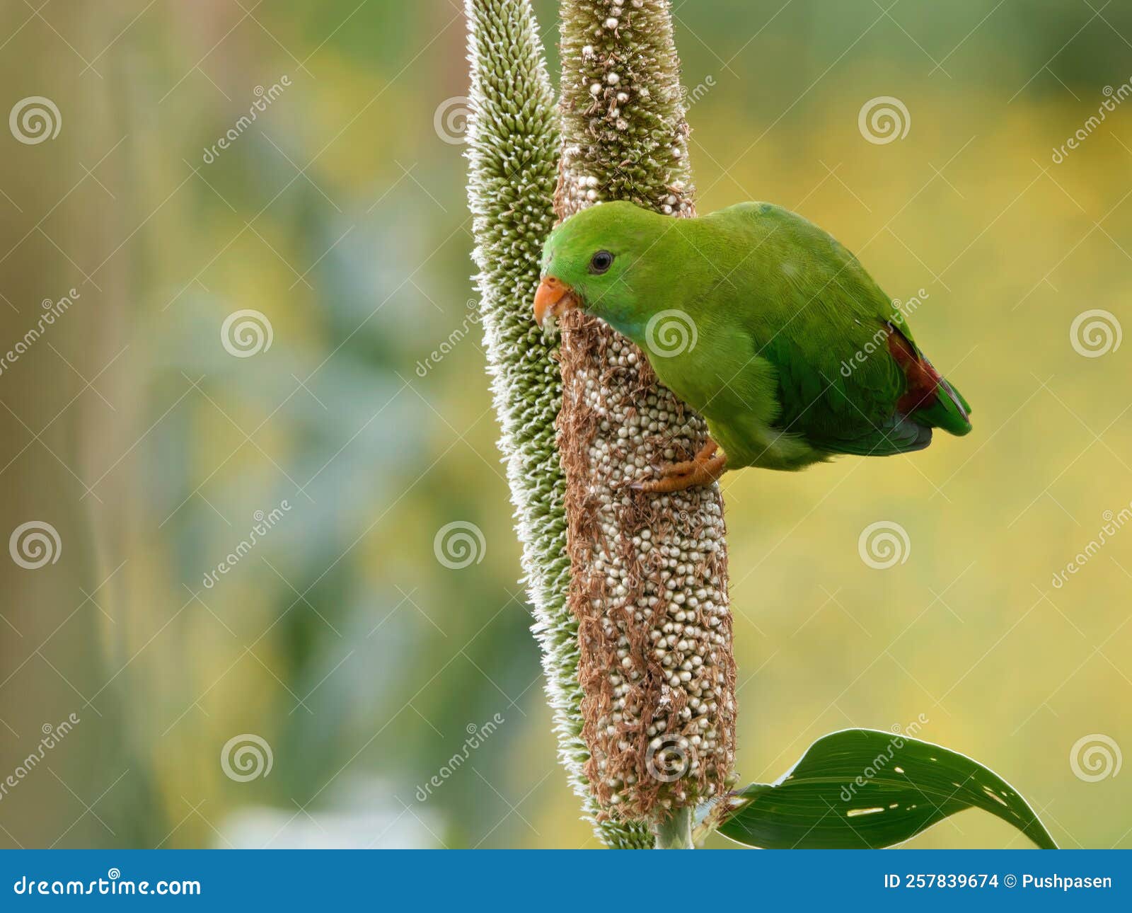 Vernal hanging parrot stock photo. Image of leaf, branch - 257839674