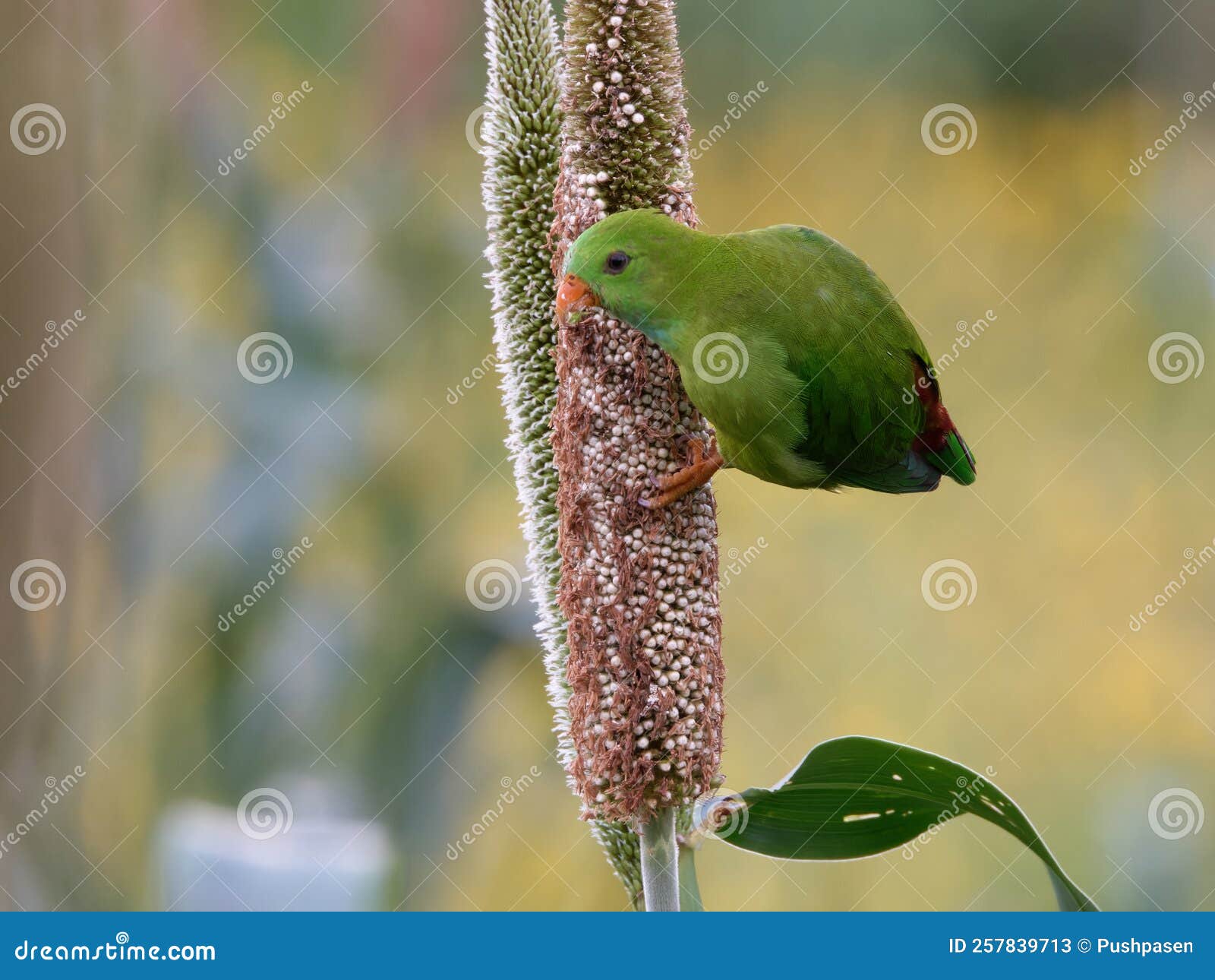 Vernal hanging parrot stock image. Image of bird, beak - 257839713