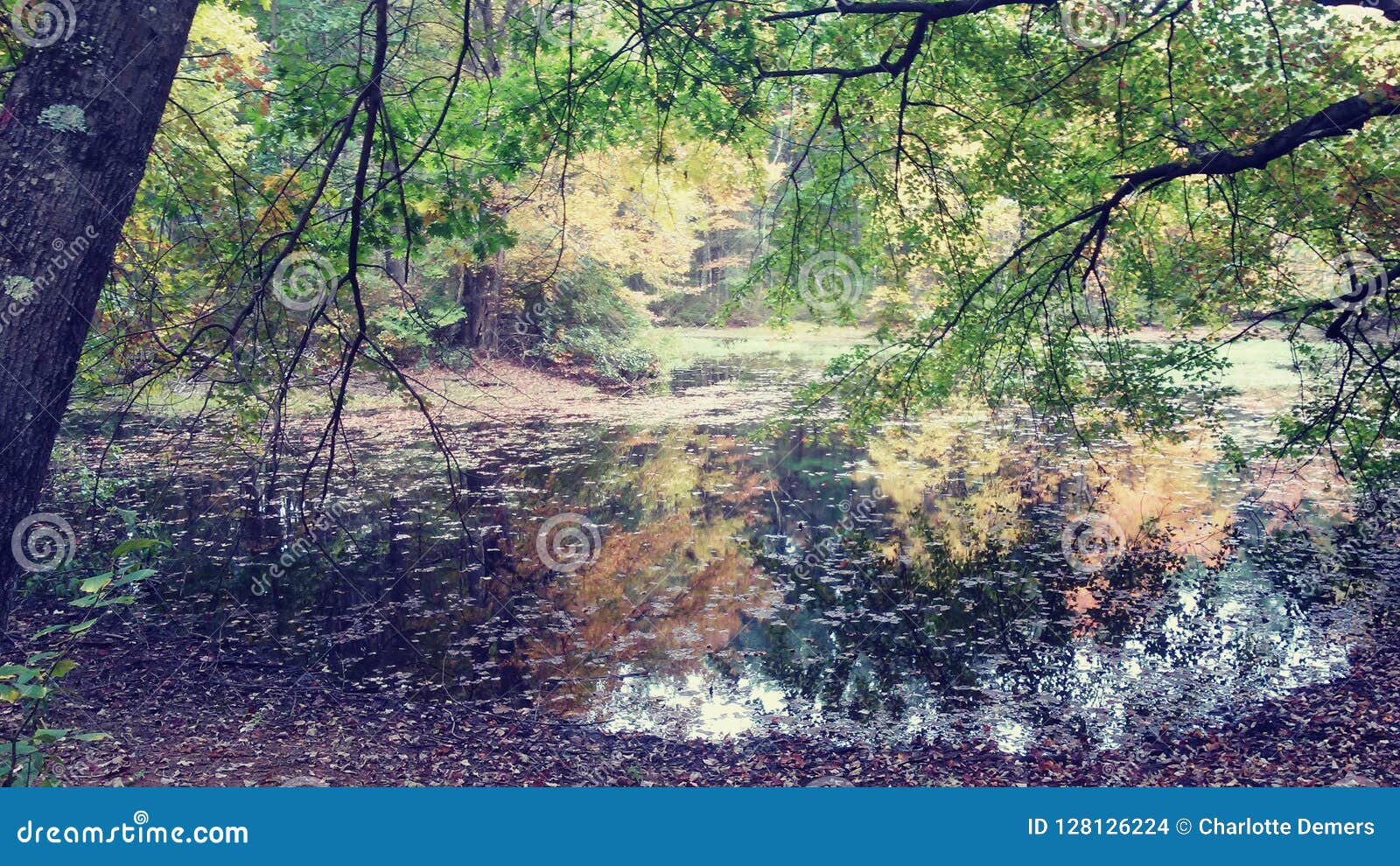 Vernal pool stock photo. Image of vernal, pool, spring - 128126224