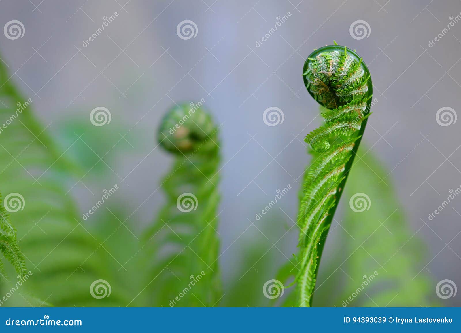 Vernal Unfolding Fern Leaves. Stock Image - Image of bourgeon, garden ...