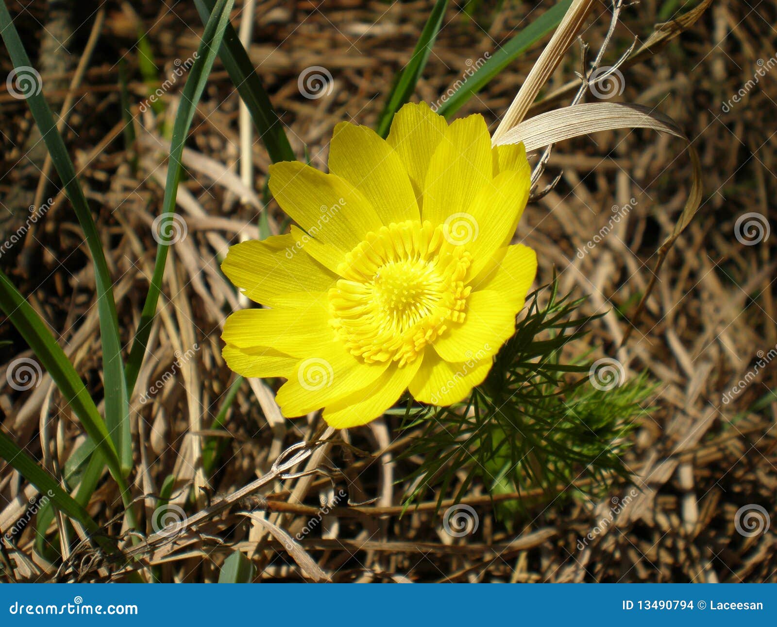 Vernalis de Adonis foto de archivo. Imagen de flores - 13490794
