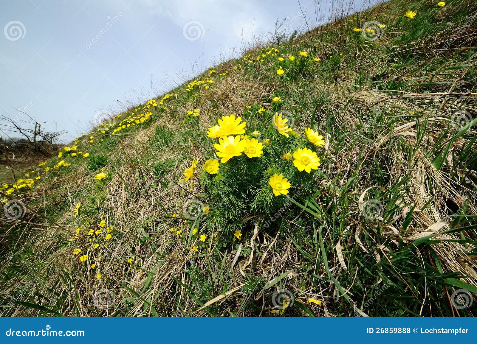 Vernalis de Adonis foto de stock. Imagem de mola, raro - 26859888