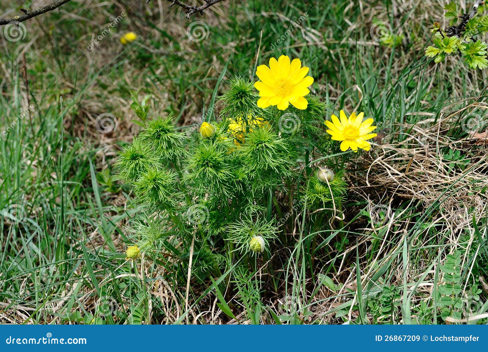 Vernalis de Adonis imagem de stock. Imagem de mola, planta - 26867209