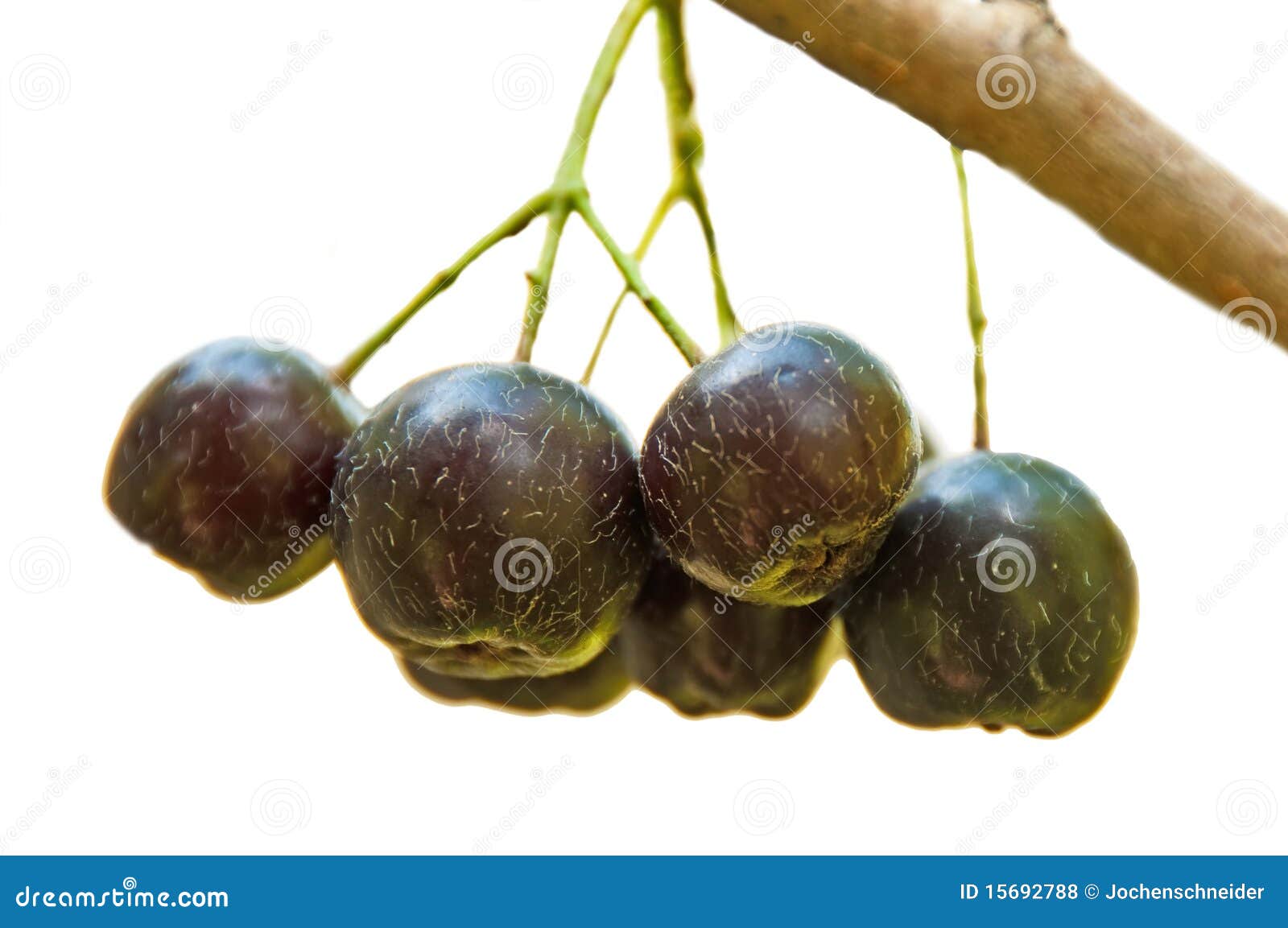 Vernauwing-bes stock foto. Image of vrucht, gezond, vitamine - 15692788