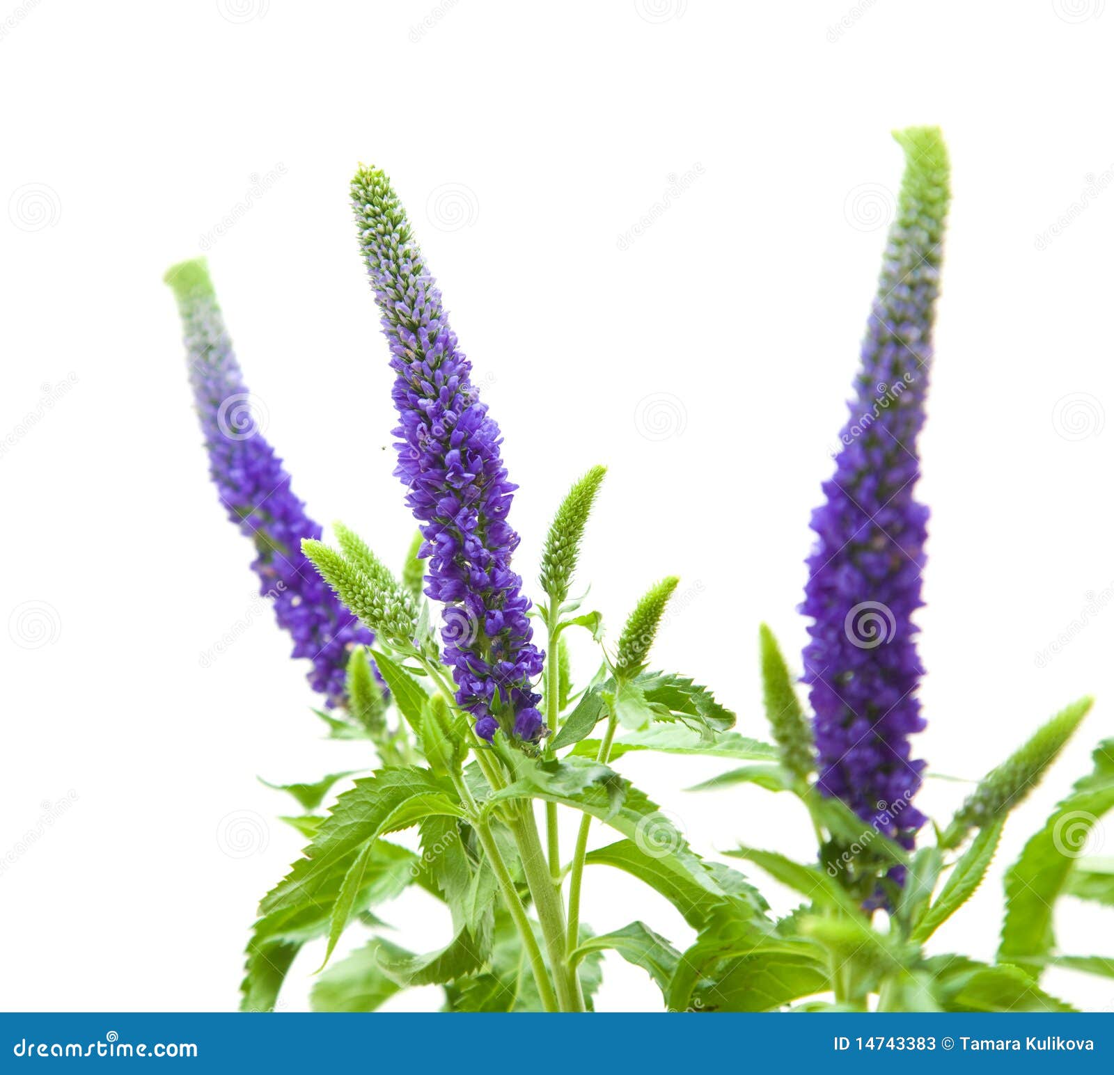 Veronica imagen de archivo. Imagen de flor, borlas, oscuro - 14743383