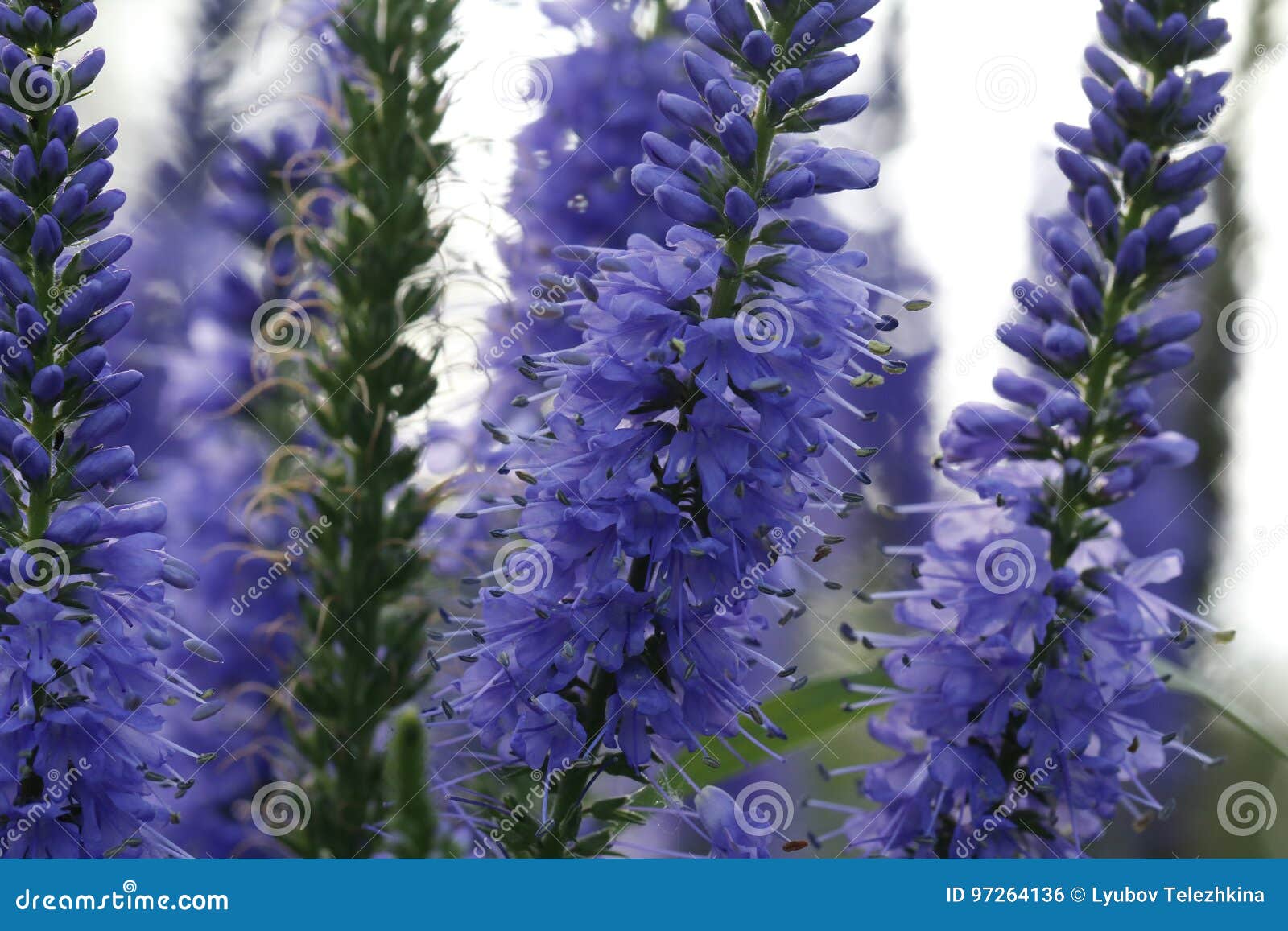 Veronica foto de archivo. Imagen de primer, verano, verde - 97264136