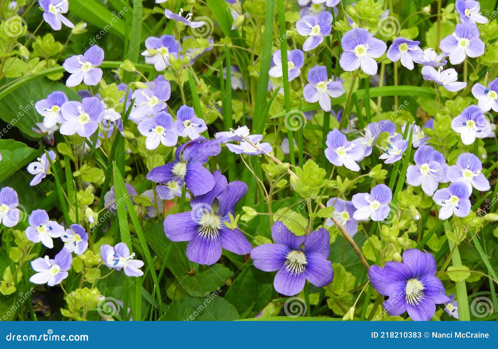 Slender Creeping Speedwell Veronica Flower with Purple Violets Stock ...