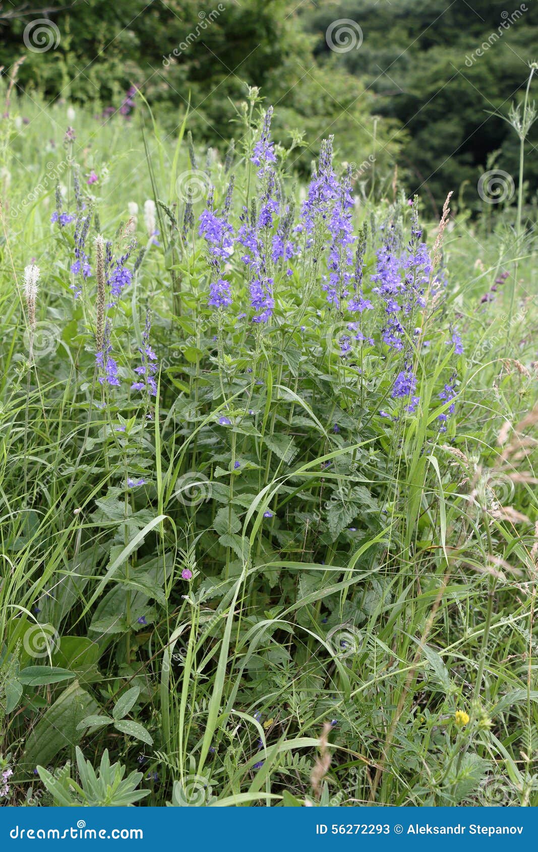 Veronica-chamaedrys (Gamander-Ehrenpreis, Gemandergamander-ehrenpreis ...