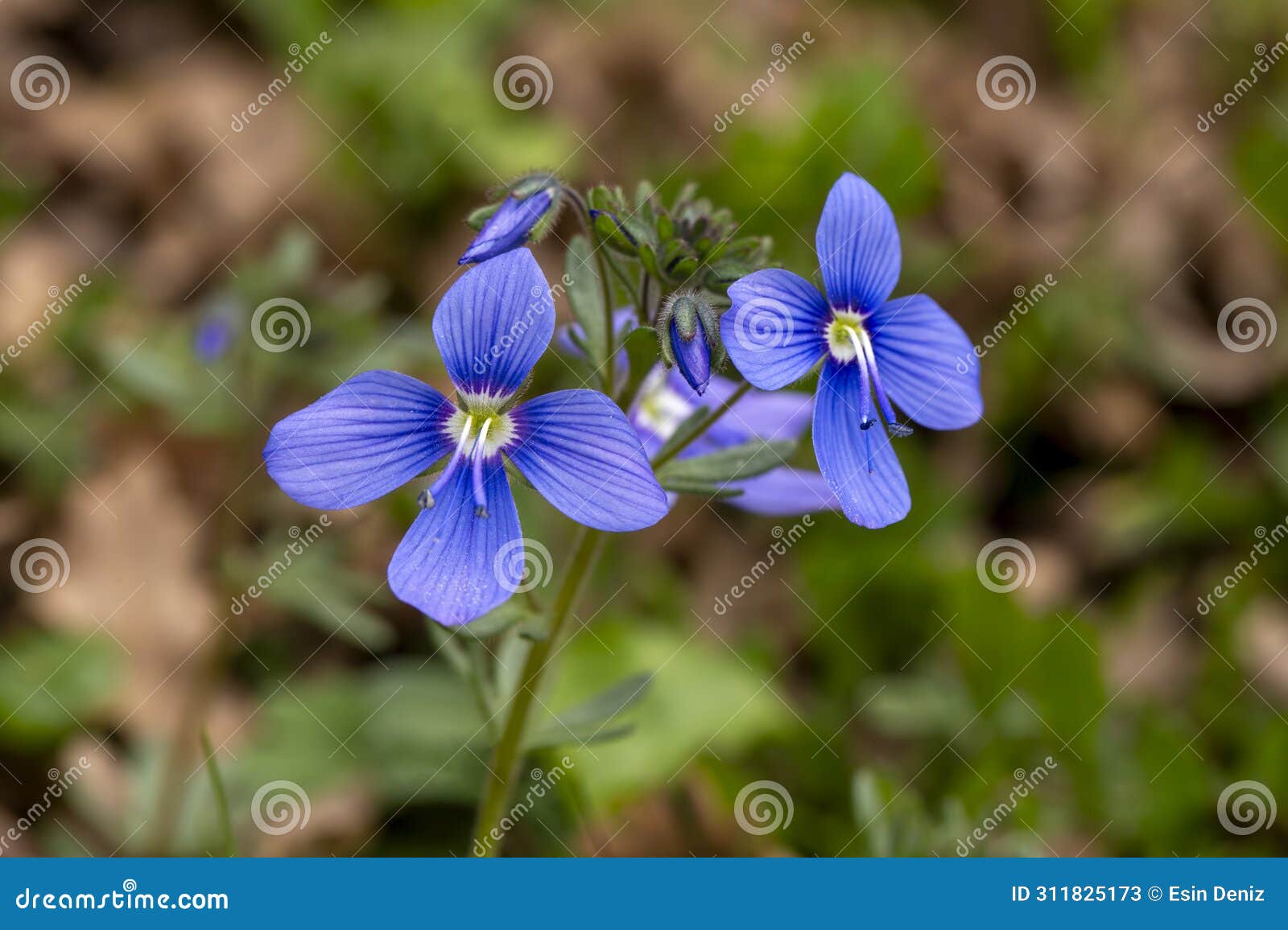 Veronica Chamaedrys or Germander Speedwell Blue Flower Stock Image ...