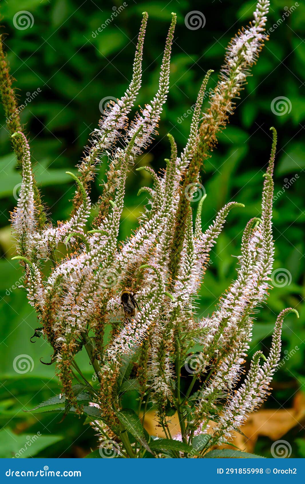 Veronica Exalted Bush in the Ripening Stage Stock Photo - Image of ...