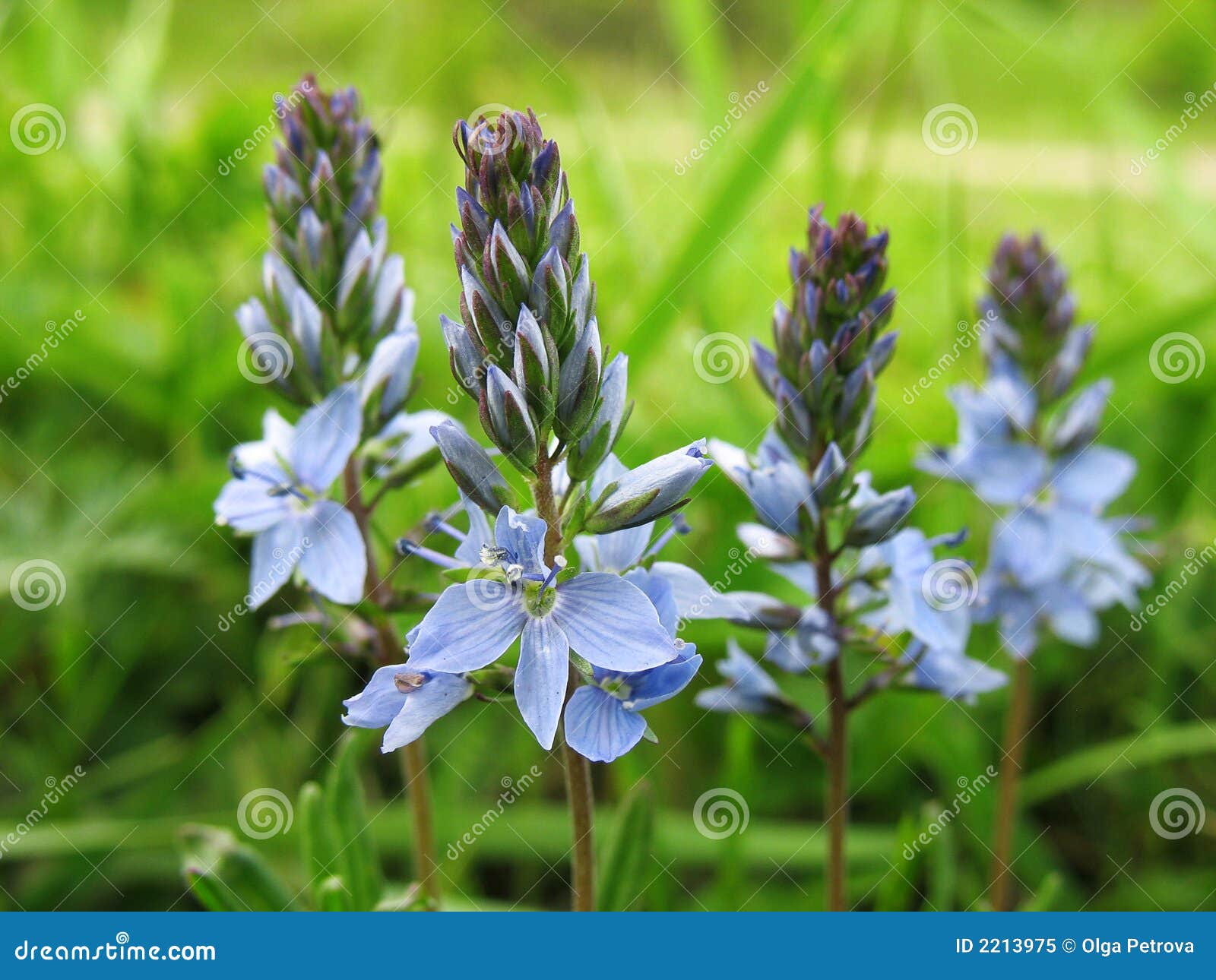 Veronica field flower. stock image. Image of plant, outdoors - 2213975