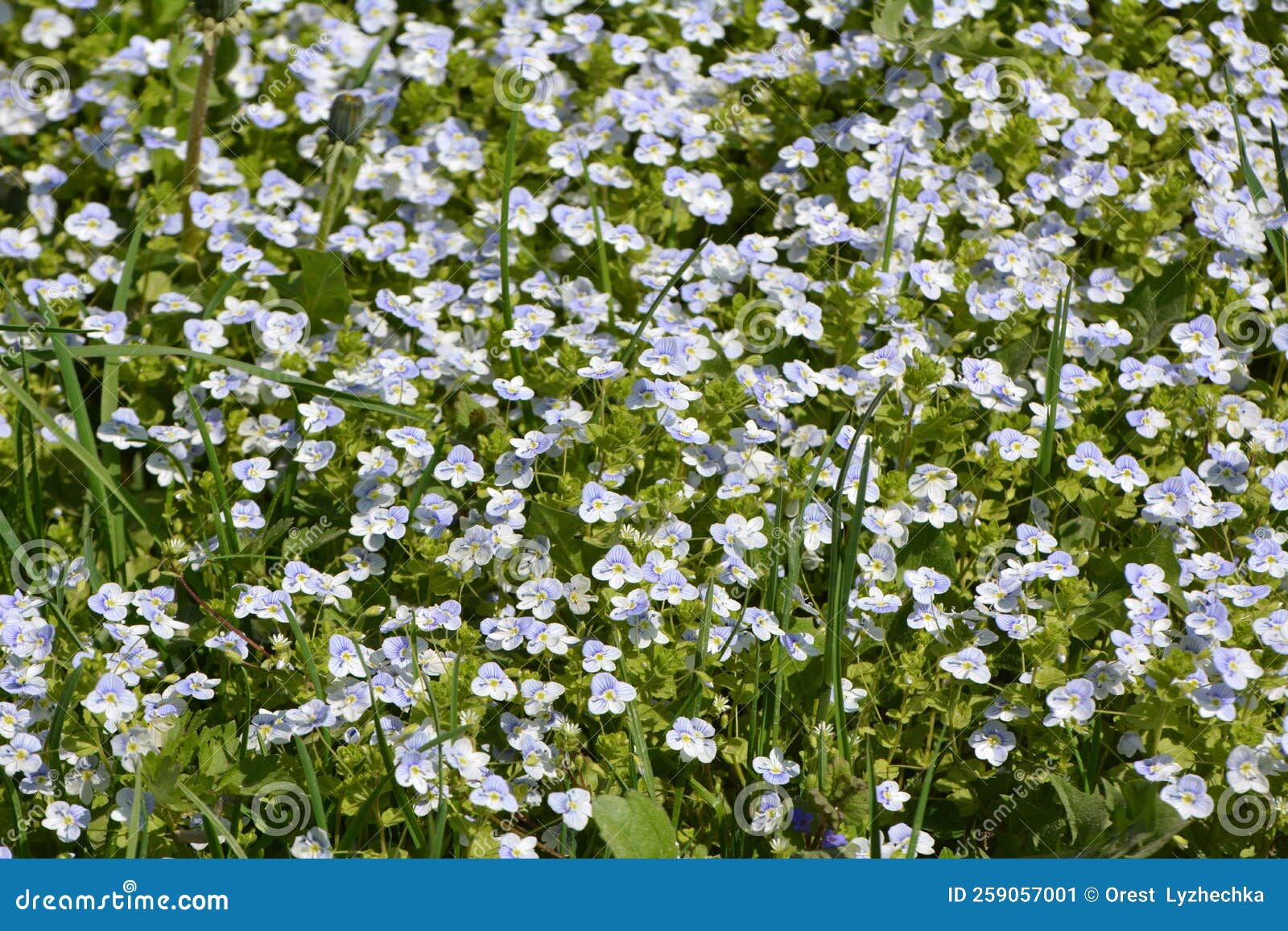 Veronica Filiformis Blooms in the Wild Stock Image - Image of flower ...
