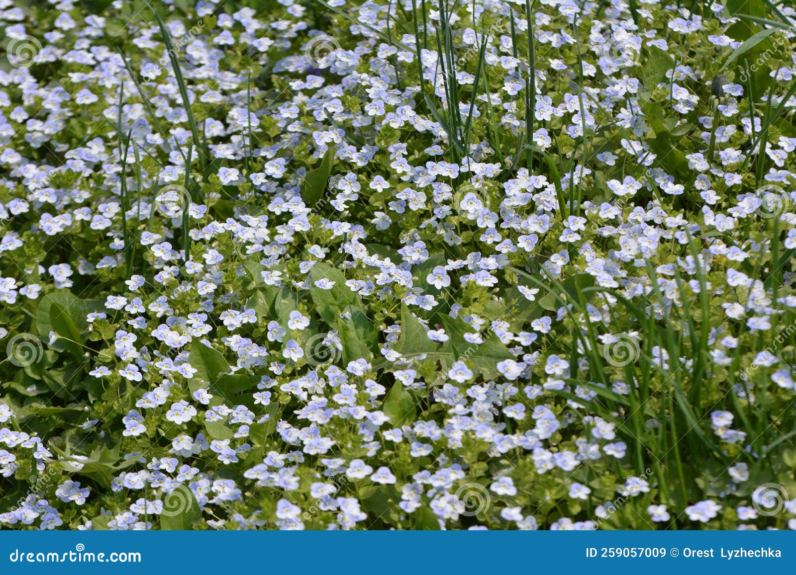 Veronica Filiformis Blooms in the Wild Stock Image - Image of blur ...