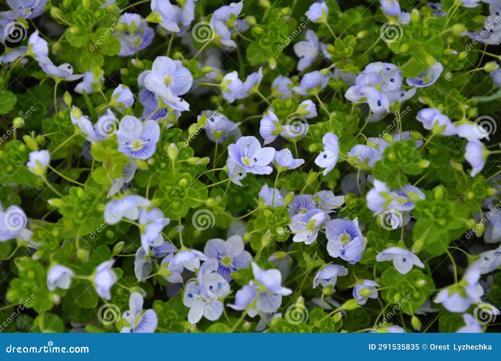 Veronica Filiformis Blooms in the Wild Stock Image - Image of ...