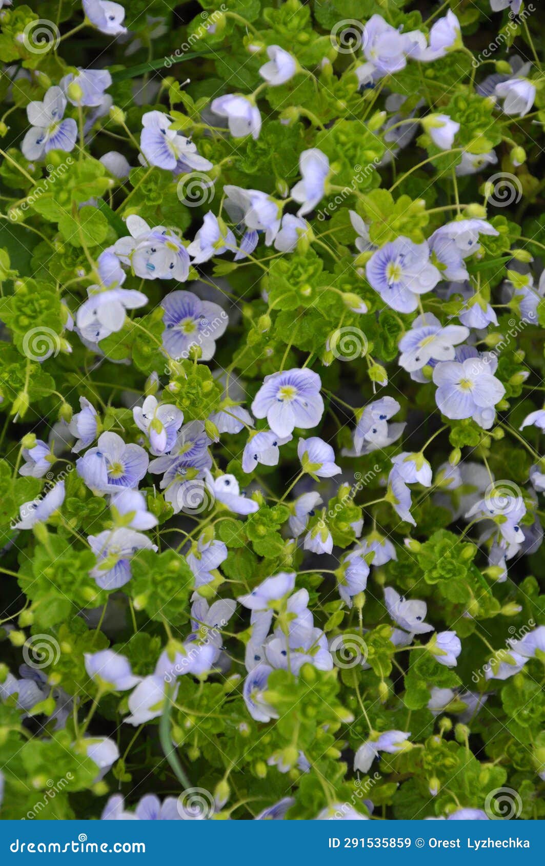 Veronica Filiformis Blooms in the Wild Stock Image - Image of petal ...