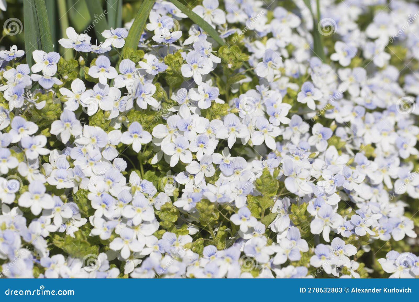Veronica Filiformis Flowers in Spring, Close-up Stock Image - Image of ...