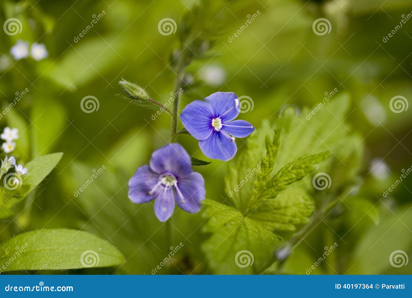 Veronica flower stock photo. Image of leaf, spring, gypsyweed - 40197364