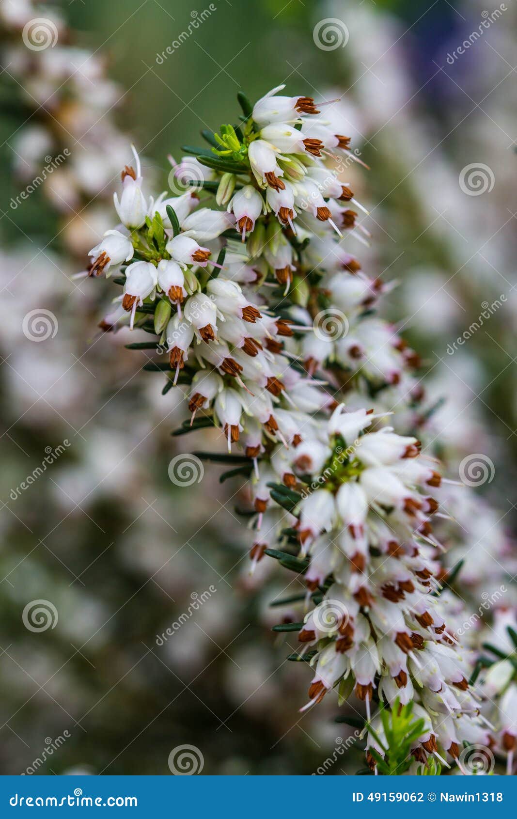 Veronica flower stock photo. Image of grass, herbaceous - 49159062