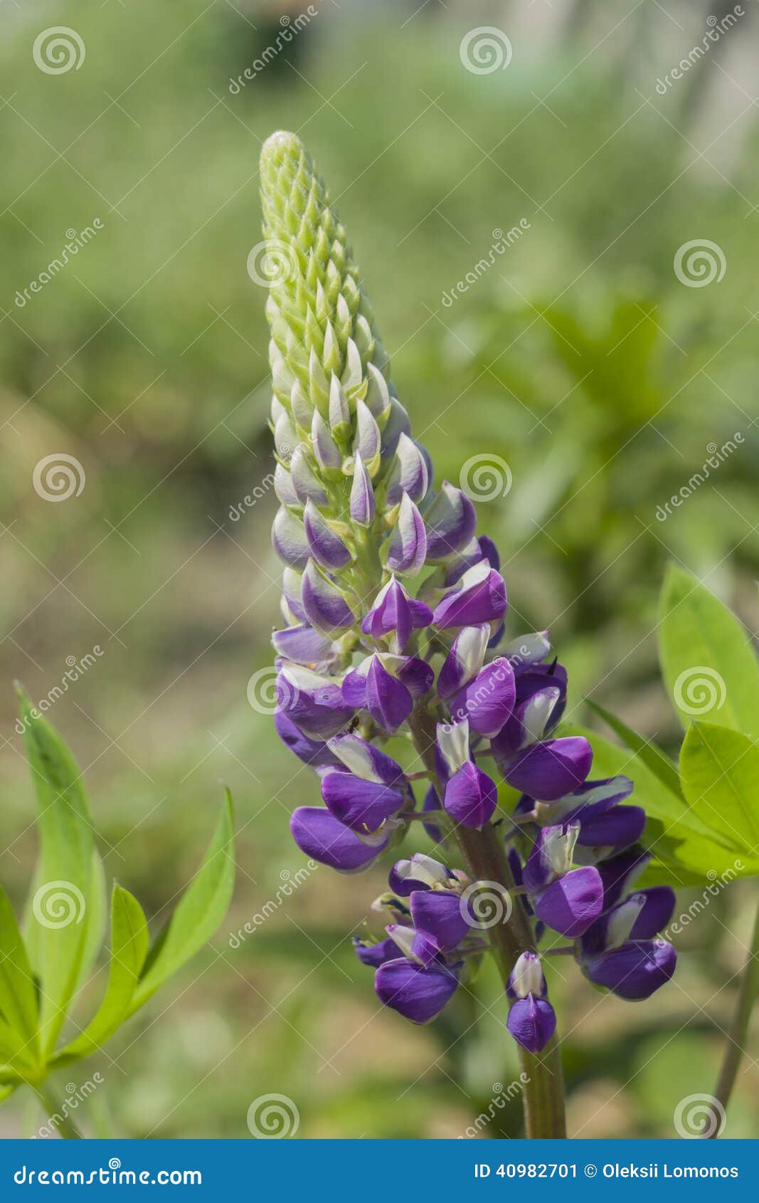 Veronica flower stock image. Image of foliage, leaflets - 40982701