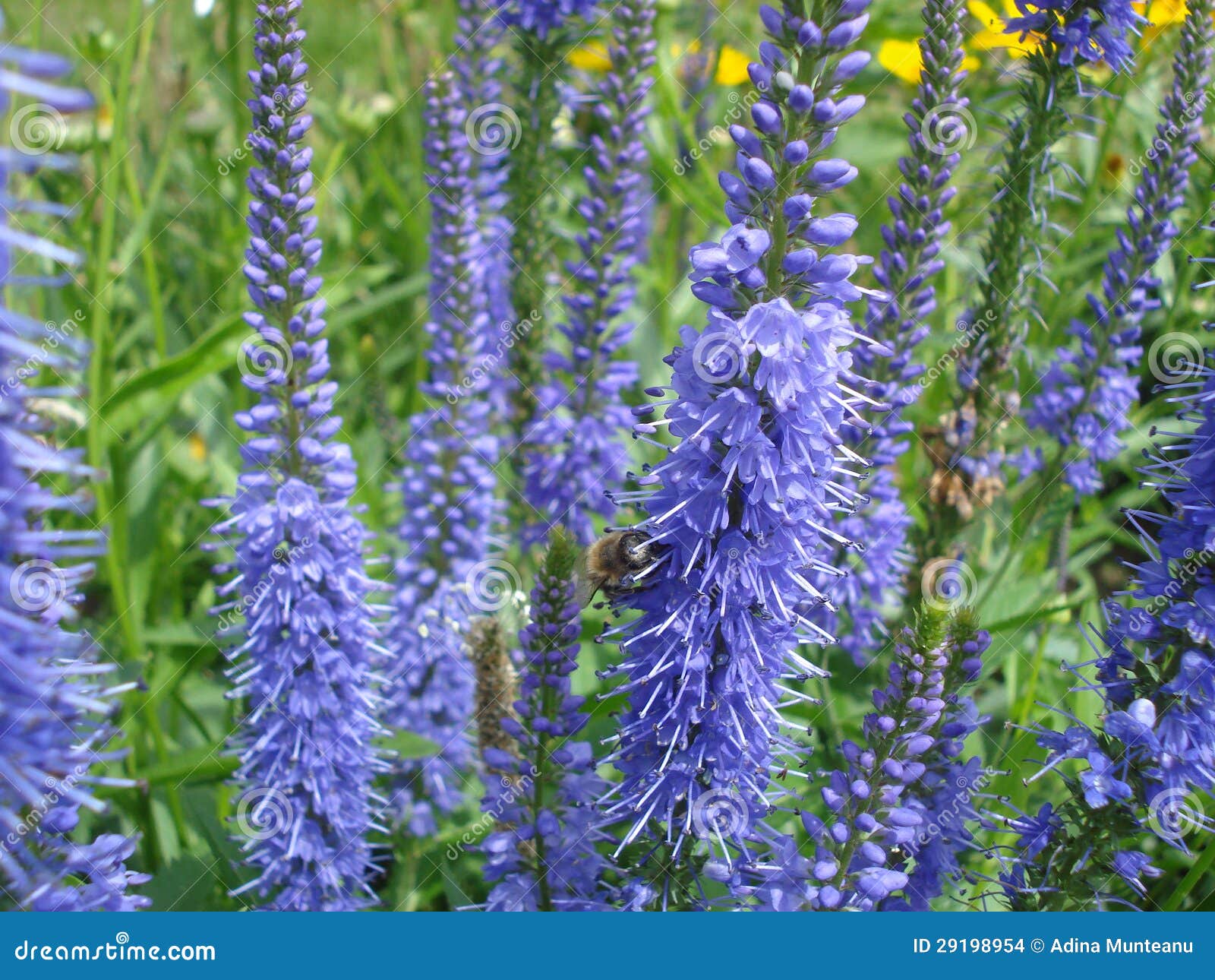 Veronica Longifolia First Lady White, Tall Speedwell Royalty-Free Stock ...