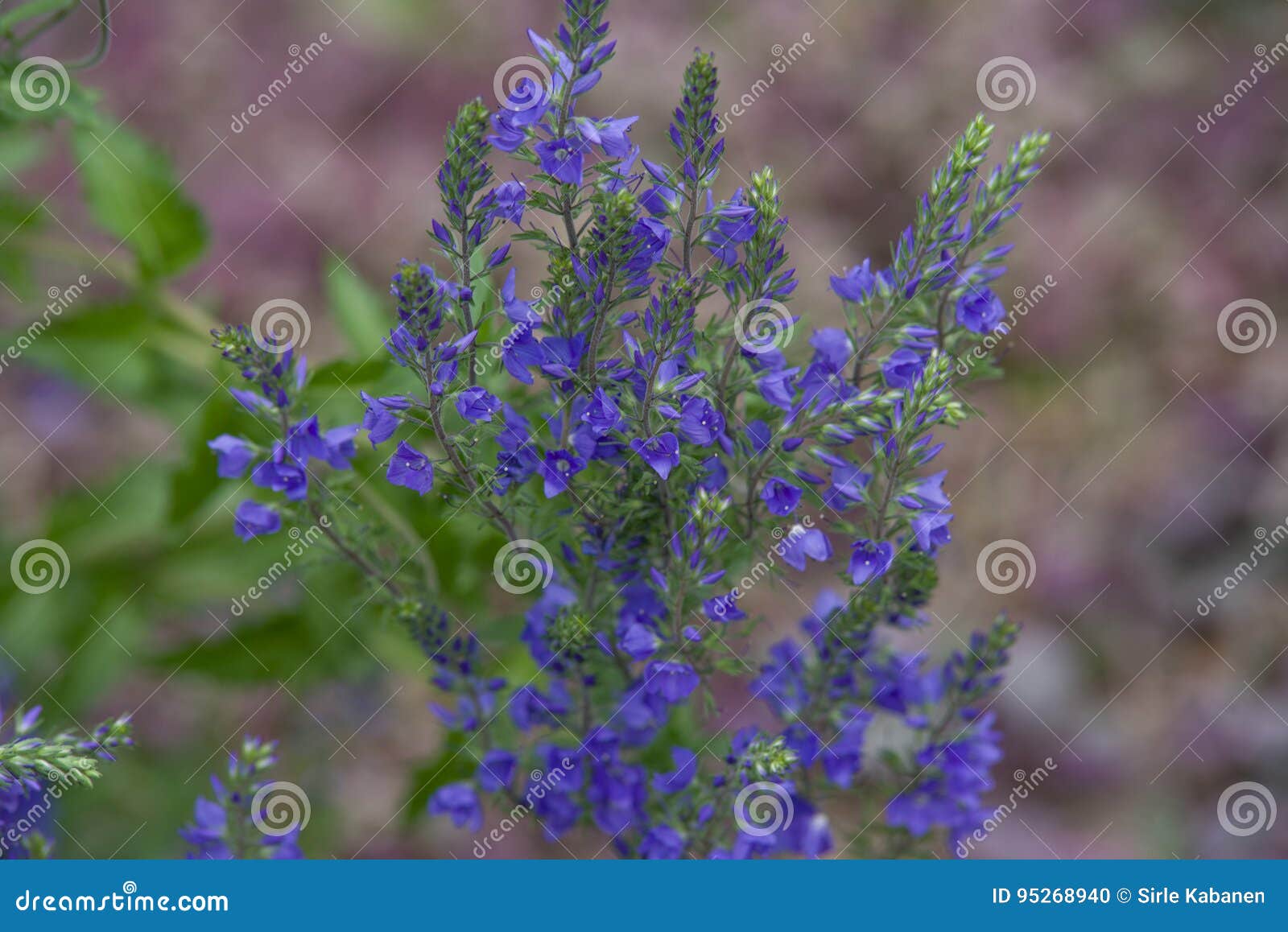 Veronica Longifolia First Lady White, Tall Speedwell Royalty-Free Stock ...