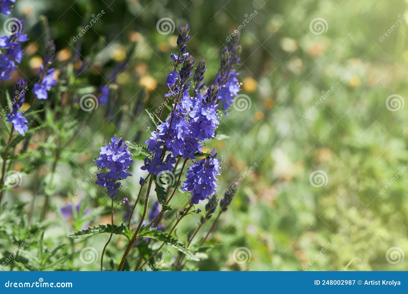 Veronica Prostrata Plant is Blooming Stock Image - Image of macro ...