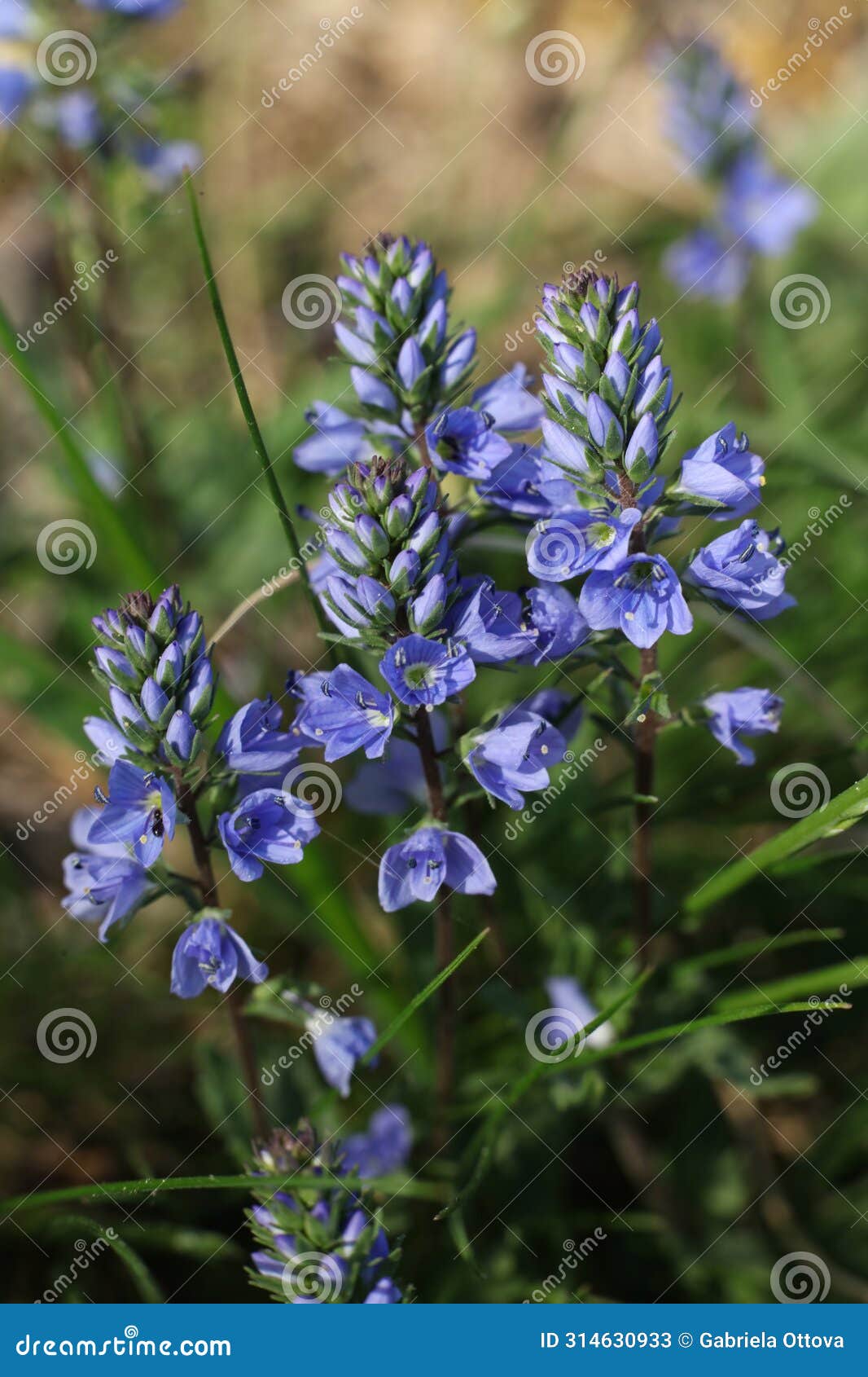 Veronica Prostrata, the Prostrate Speedwell or Rock Speedwell Flower in ...